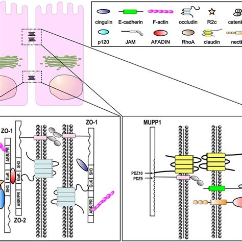 Structure Of Tight Junctions Tjs In Epithelial And Endothelial Cells Download Scientific
