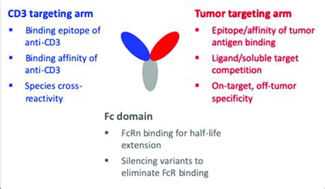 Design Considerations Of A Tce Molecule The Three Binding Domains Of Download Scientific