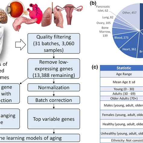 Building And Integrating A Computational Model Of The Human Aging Download Scientific Diagram