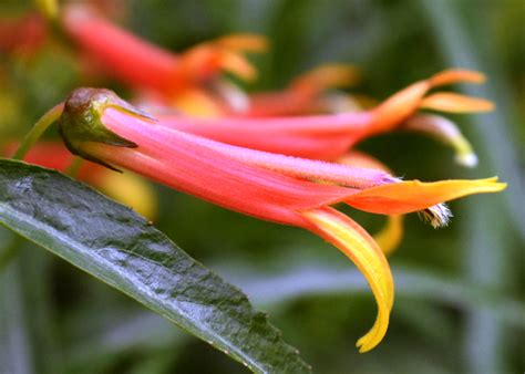 Lobelia Laxiflora