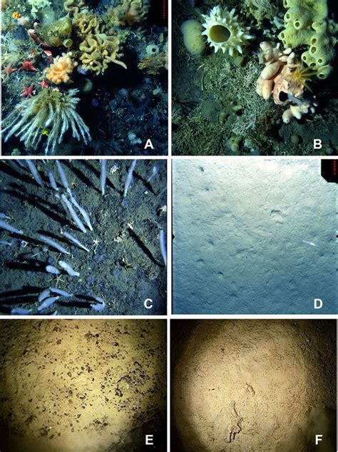 Seabed Imagery Of Different Shelf And Deep Sea Antarctic Benthic Download Scientific Diagram
