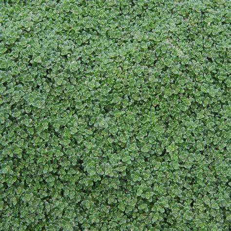 Woolly Thyme Greenhouse To Garden