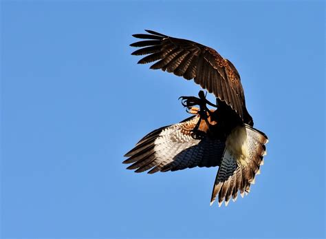 Falcon Birds Of Prey Bird Wild Free Photo On Pixabay Pixabay