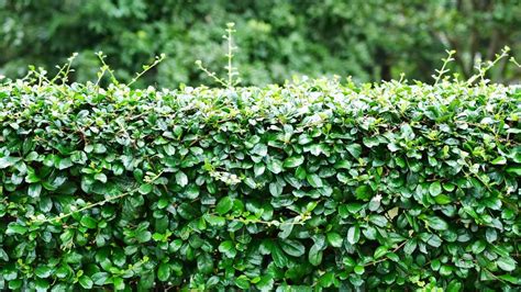 How To Encourage Privet Hedge Growth Tips For A Thriving Lush Green