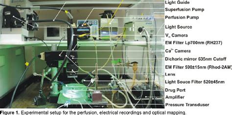 Figure 1 From Optical Mapping Of Action Potentials And Calcium