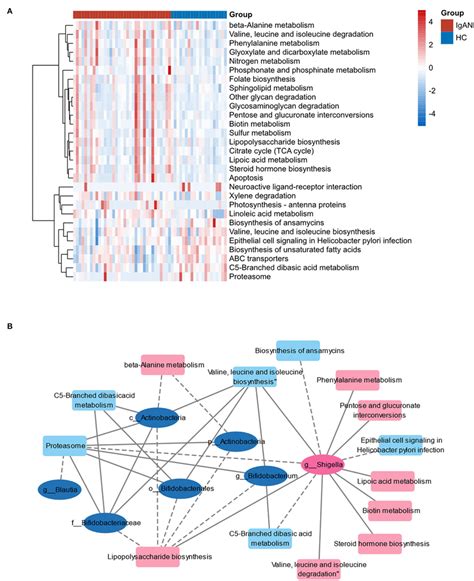 Functional Analysis Of Gut Microbiota Predicted By Picrust2 A Heat