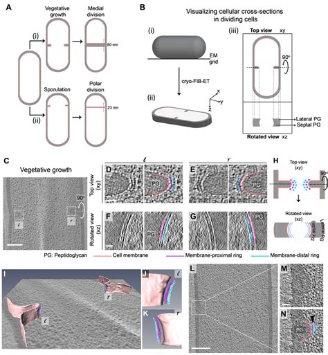 Architecture Of Divisome In Vegetative B Subtilis Cells A Schematic