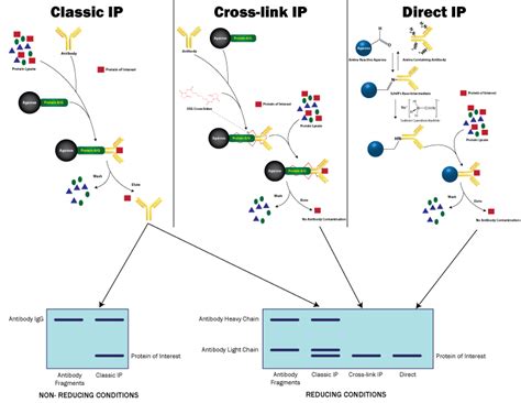 Immunoprecipitation Protocol Critical Parameters
