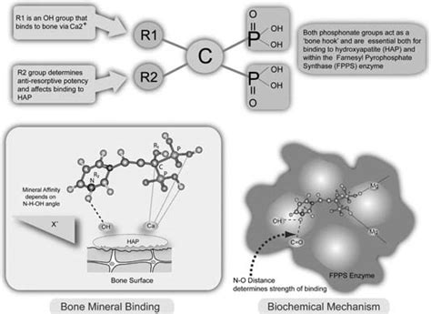 Bisphosphonate Structure Bone Mineral Binding And Biochemical