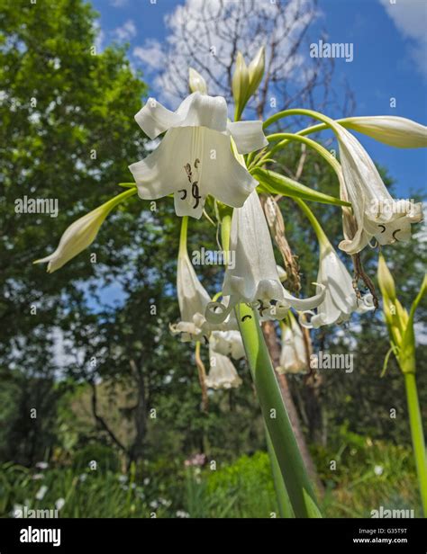 Crinum Lily Hi Res Stock Photography And Images Alamy