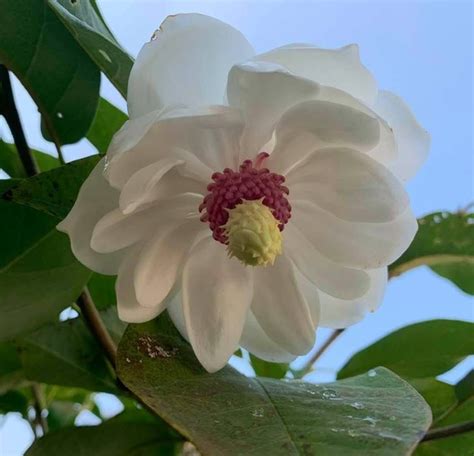 Семена магнолия зибольда magnolia siboldii китайская кустарниковая ...