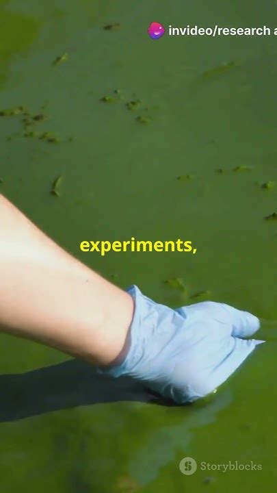 Microalgaes Secret Response To Antibiotics Sciencefather Researchawards Microalgae