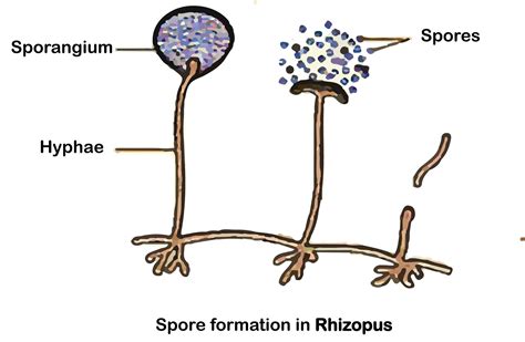 Spore Formation