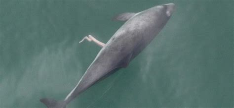 Harbor Porpoise Mating In The Funnel Of Love” The Marine Mammal Center