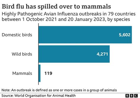 Bird Flu What Is It And Whats Behind The Outbreak Bbc News