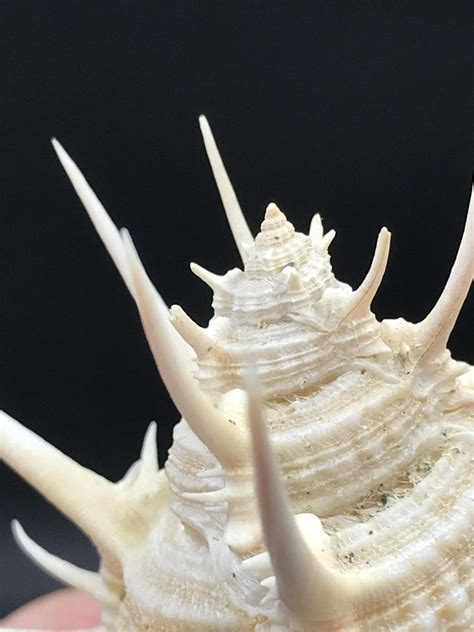 Lot 202 Seashell Murex Pecten Easterly Auction Company