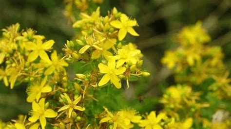 Hypericum Perforatum Known Perforate St Johns Wort Stock Footage Video