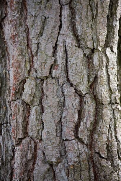 Tree Bark Texture Free Stock Photo Public Domain Pictures