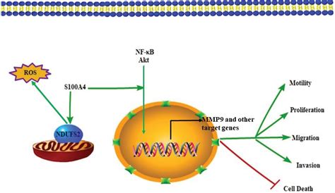 The Function Of S100a4 In Pulmonary Disease A Review Medicine