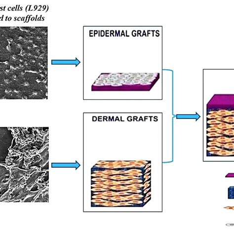 The Graphical Abstract And Overview Of Objectives Download Scientific