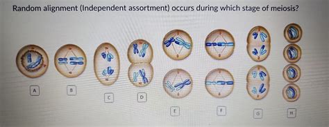 Solved Random Alignment Independent Assortment Occurs