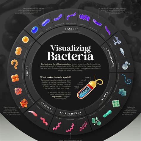 Visualized The Many Shapes Of Bacteria Visual Capitalist Licensing