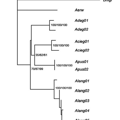 Maximum Likelihood Tree Resulting From Analysis Of Coi Gene Sequences