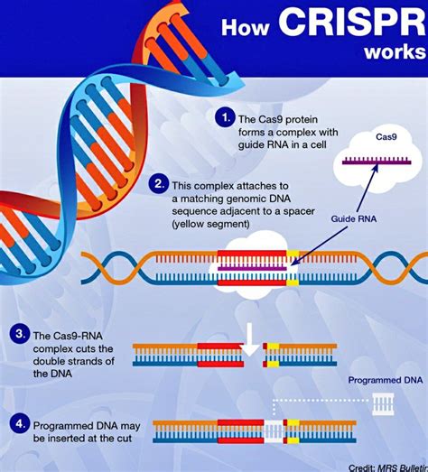 How Crispr Works Biomedical Science Science Genetic Engineering