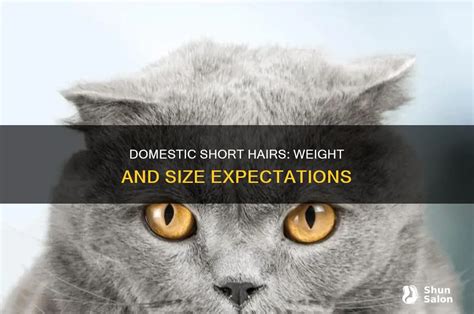 Domestic Short Hairs Weight And Size Expectations Shunsalon