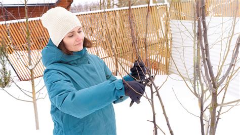 Why Winter Might Be The Best Time For Pruning Your Fruit Trees