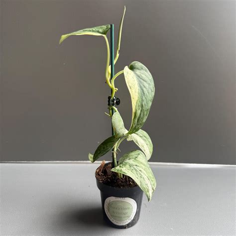 Scindapsus Silver Cloud Variegated Mint House Plant Etsy