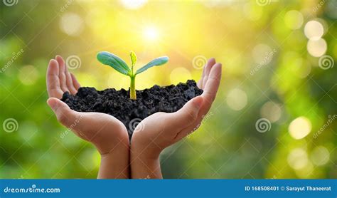 In The Hands Of Trees Growing Seedlings Bokeh Green Background Female