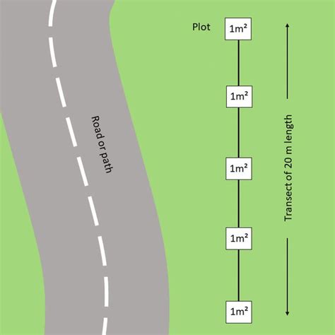 Sampling Design Showing The Transect Location In Relation To The Road Download Scientific