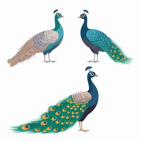 Premium Vector Majestic Peacock Illustrations Showcasing A Range Of