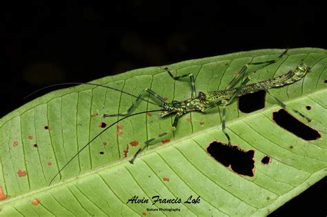 Phasmatodea Stick And Leaf Insects Biodiversity Singapore