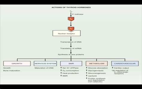 Thyroid Gland Flashcards Quizlet Thyroid Gland Flashcards Quizlet