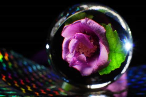 70 Sacculus Dan Utriculus Foto Foto Foto Stok Potret And Gambar Bebas