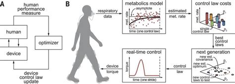 Human In The Loop Optimization Of Exoskeleton Assistance During Walking Download Scientific
