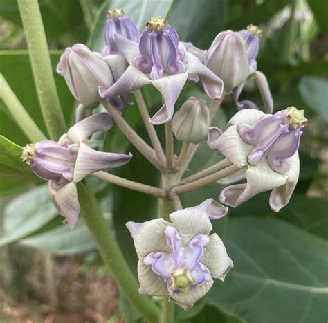 Oahu Butterfly Garden Purple Crown Flower Plants Now Available In My
