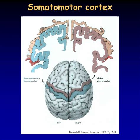 Ppt Motor Control Powerpoint Presentation Free Download Id 4834686
