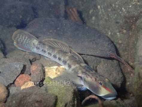 ずっしり On Twitter オガサワラヨシノボリ ずっしり On Twitter オガサワラヨシノボリ