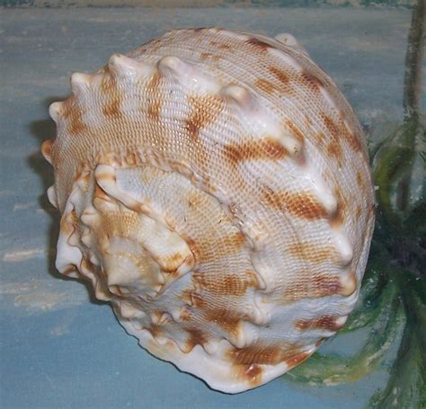 1468mm Cassis Cornuta Giant Horned Helmet Shell Seashell From