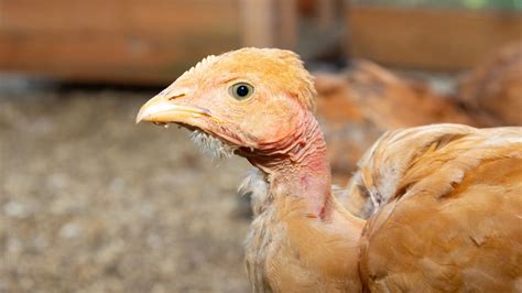 What Is Chicken Molting How To Manage And Help Chickens During Molting
