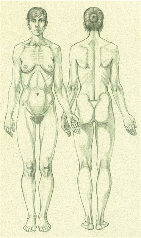 Body Types Surface Landmarks And Soft Tissue Characteristics Classic Human Anatomy In Motion