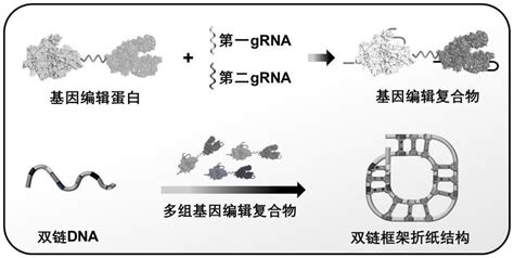 A Kind Of Origami Structure Based On Double Stranded Nucleic Acid And Its Preparation Method And