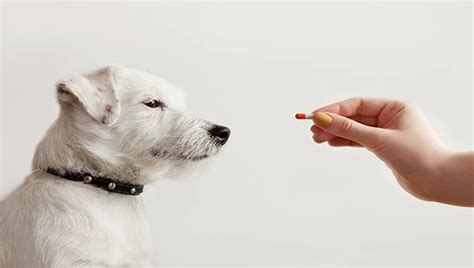 Hassle Free Medication Refills Companion Animal Hospital