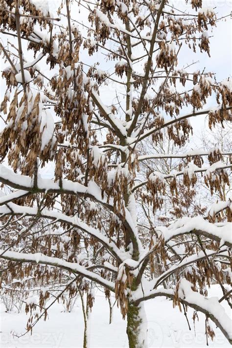 Trees Covered With Snow Stock Photo At Vecteezy
