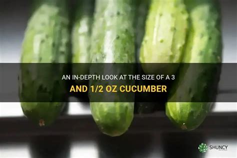 An In Depth Look At The Size Of A 3 And 1 2 Oz Cucumber Shuncy