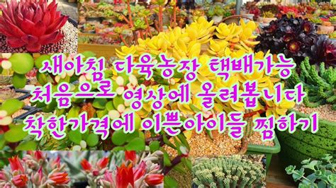 새아침다육 내마음데로 찜하기 득탬의기회 꼭붙잡아~~ 3만원부터~5만원이상 무료배송 저렴하면서 이쁜아이들 볼거리 풍부한집 ~ ~경기도 시흥시 능곡동414 4