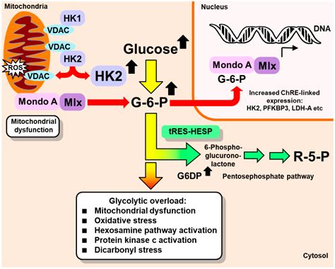 Hexokinase 2 Linked Glycolytic Overload And Unscheduled Glycolysis—driver Of Insulin Resistance